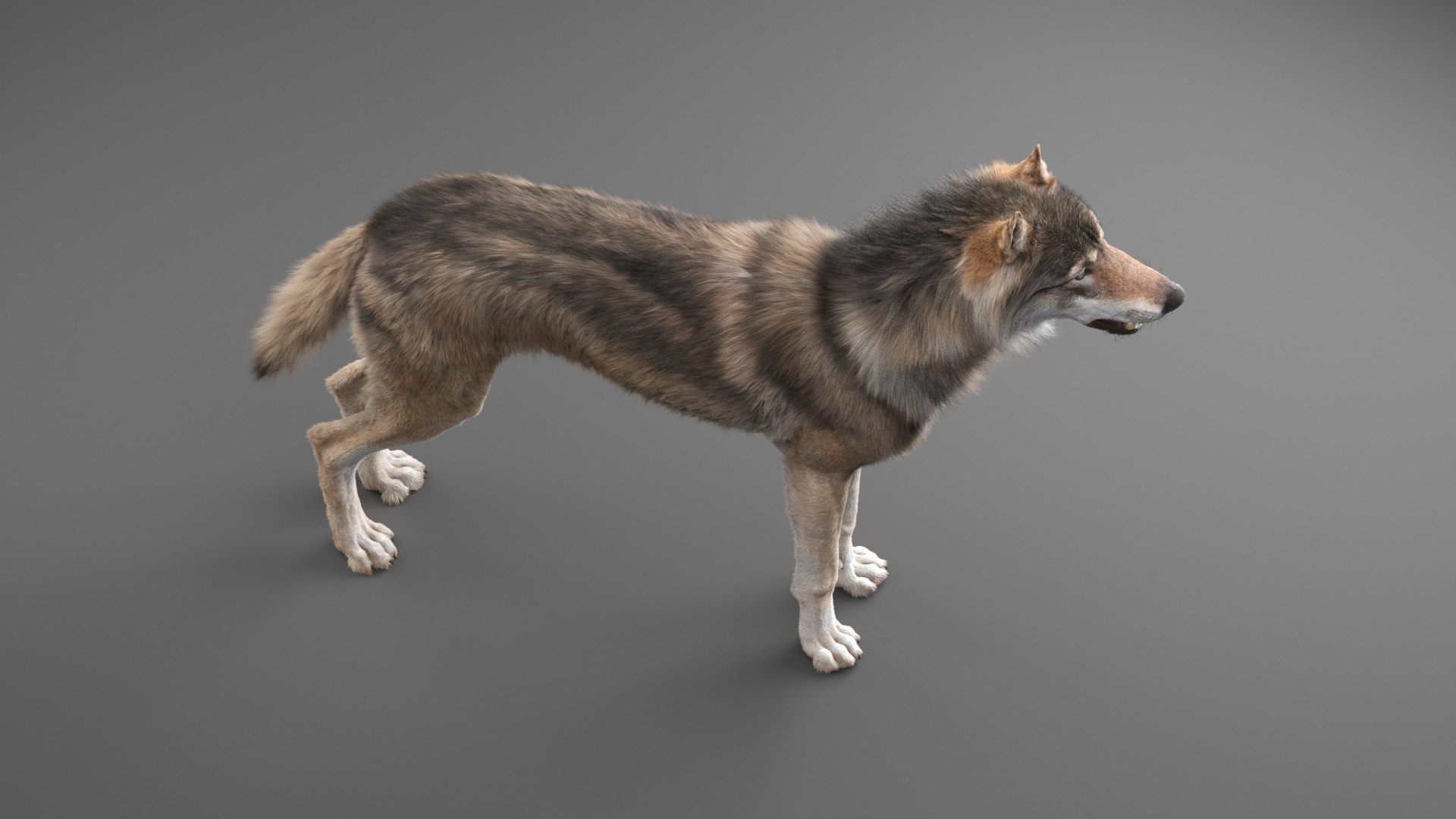 3D Realistic Wolf - TurboSquid 1444288