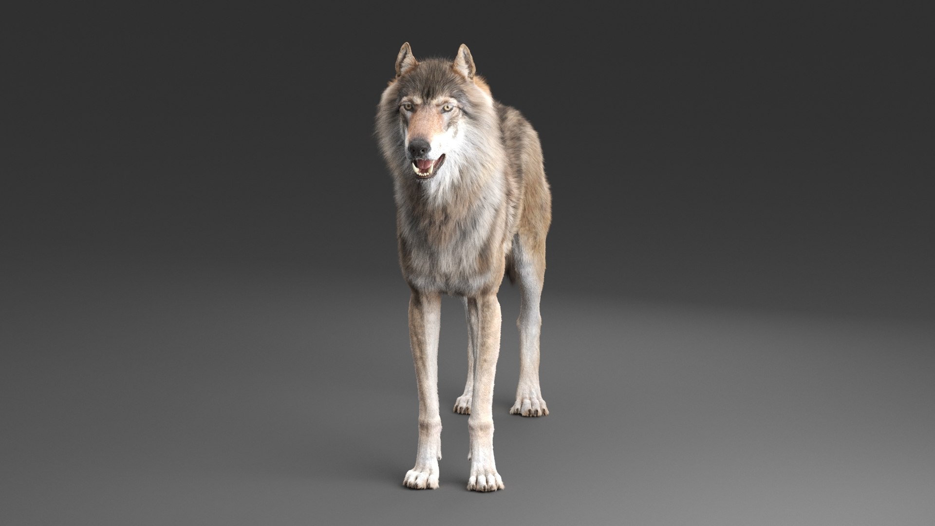 3D Realistic Wolf - TurboSquid 1444288