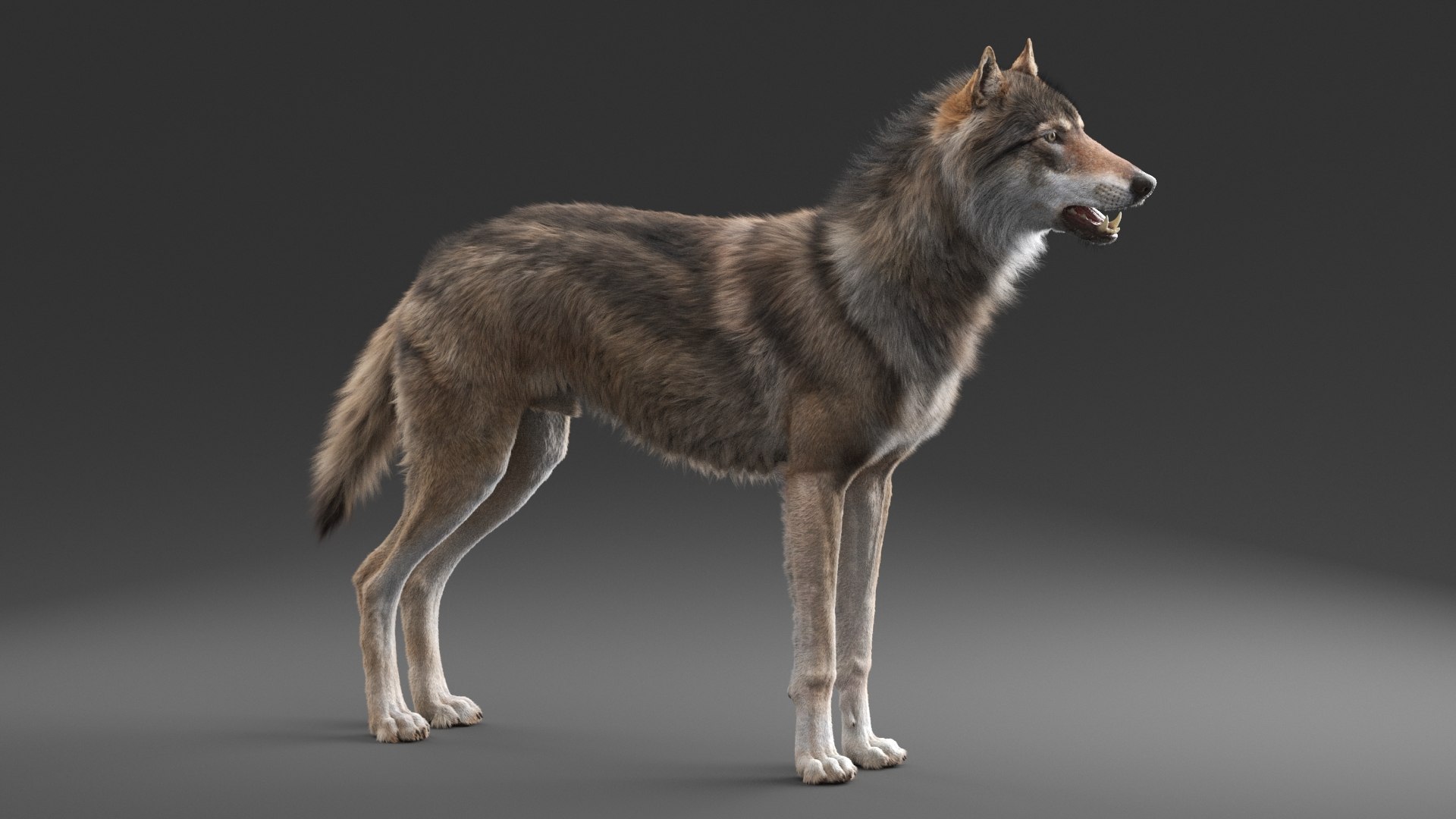 3D Realistic Wolf - TurboSquid 1444288