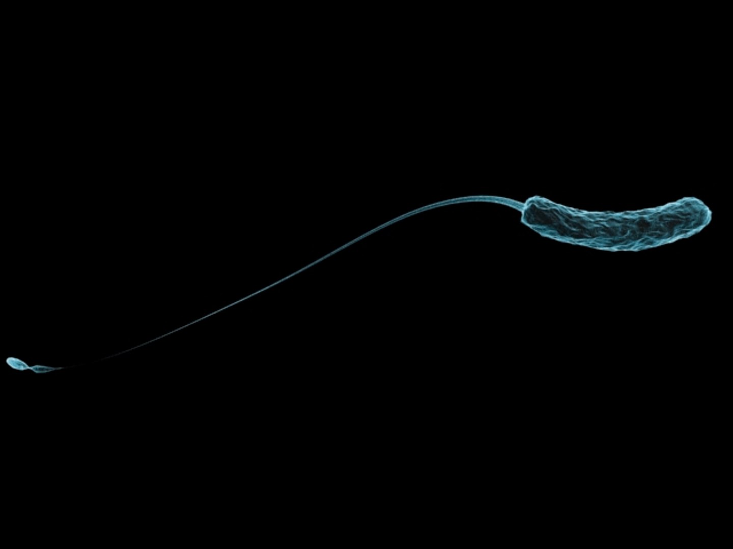 Flagellate Bacteria Max