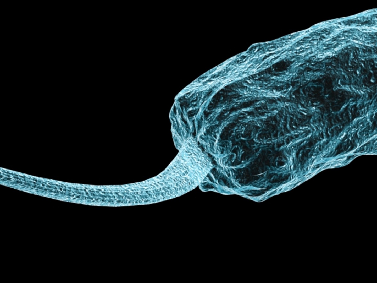 Flagellate Bacteria Max