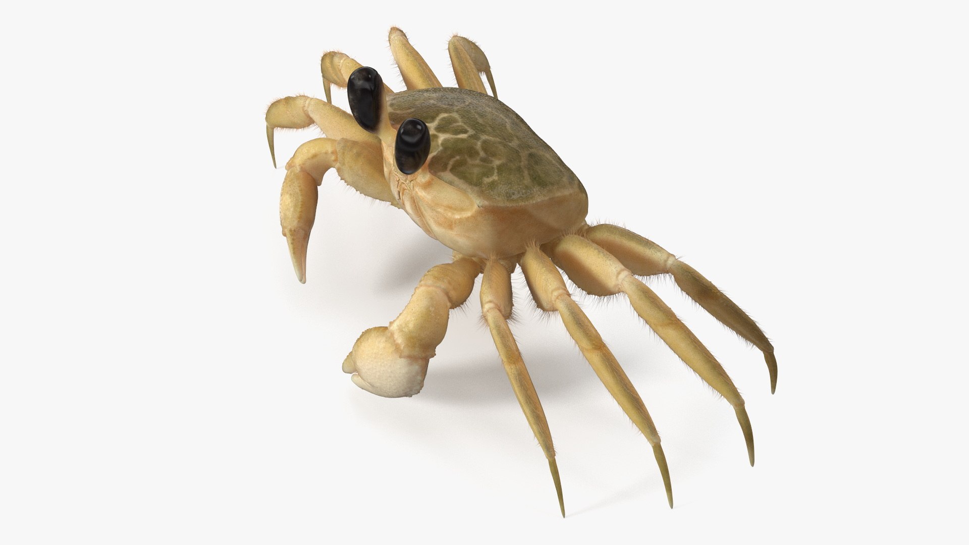 3D Ghost Crab Crustacean Fur For Cinema 4D - TurboSquid 2481749