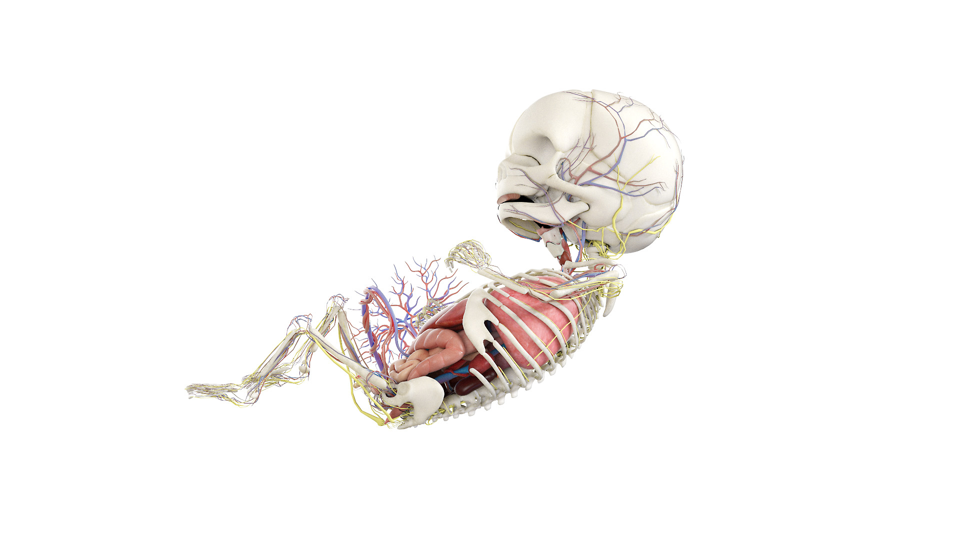 3D Fetus Anatomy Week 15 Animated - TurboSquid 1811206