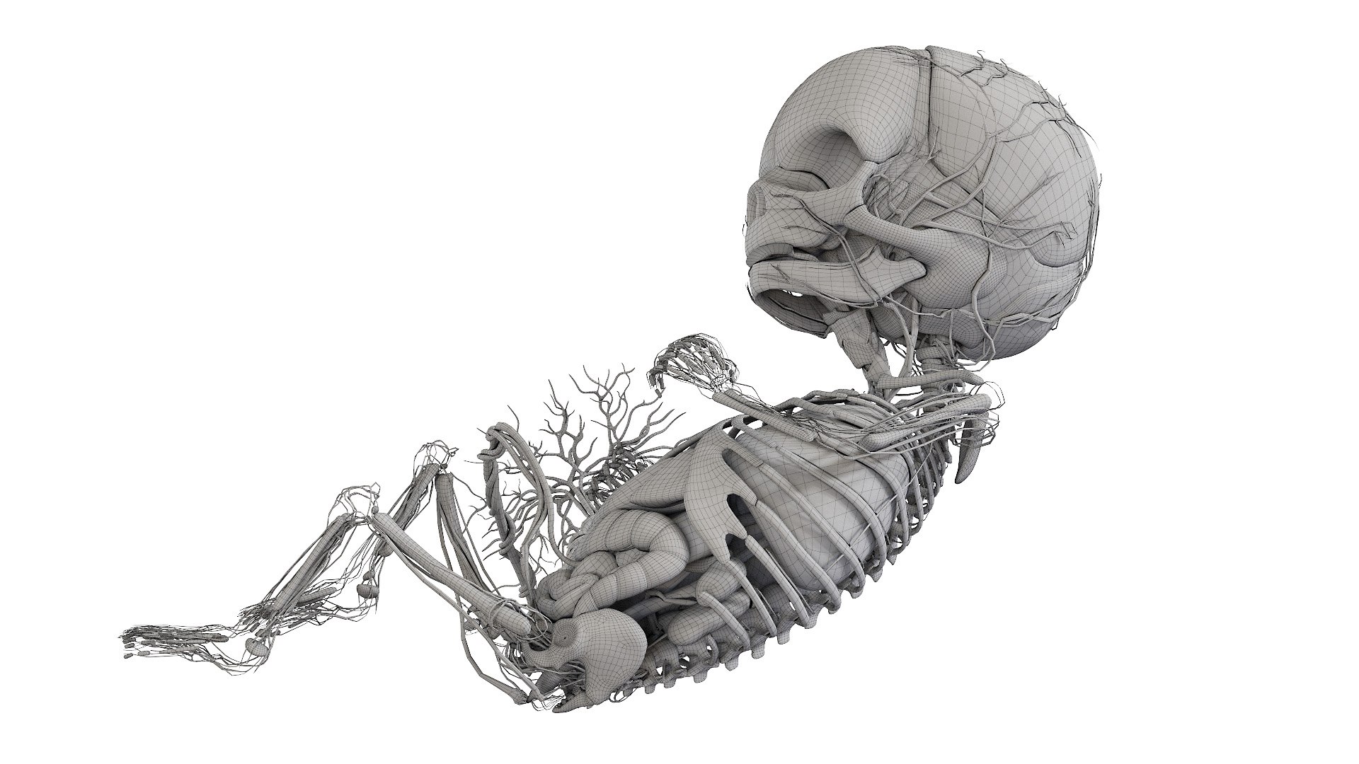 3D Fetus Anatomy Week 15 Animated - TurboSquid 1811206