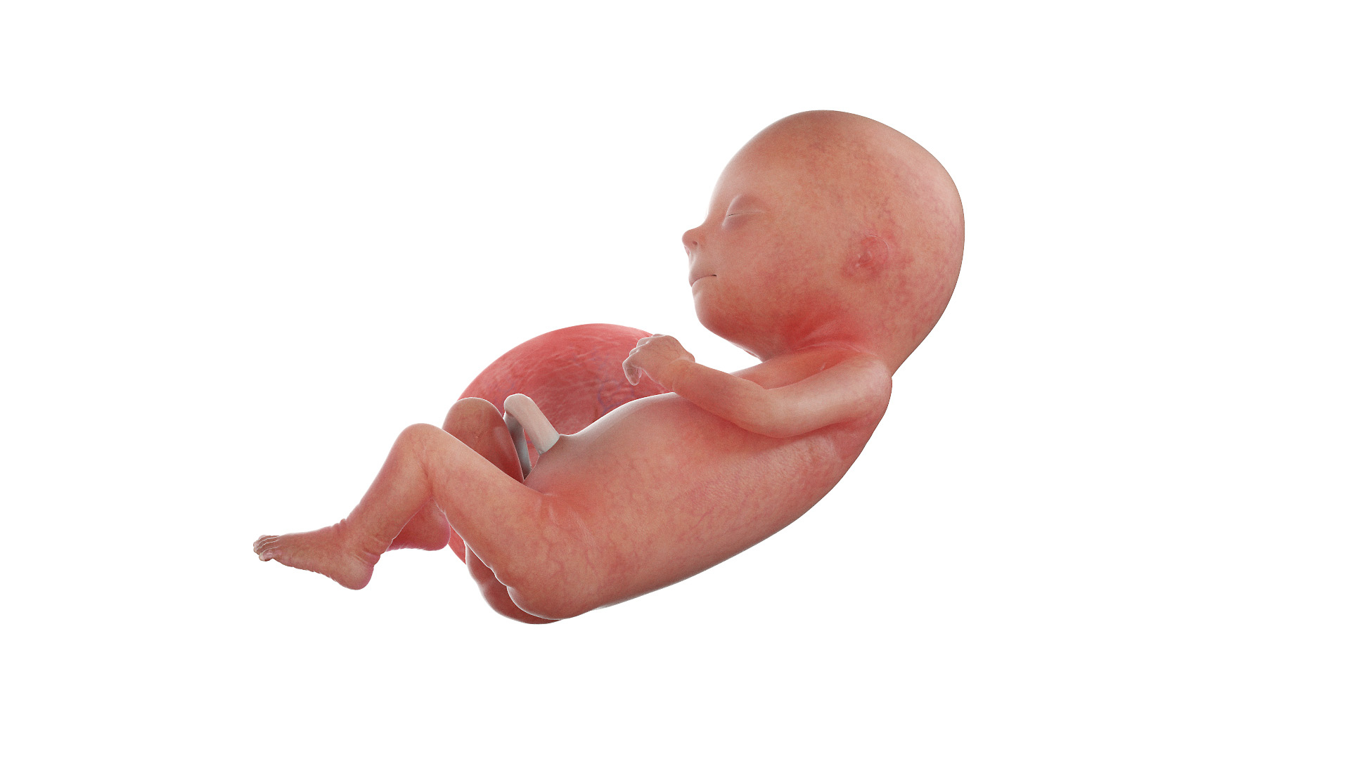 3D Fetus Anatomy Week 15 Animated - TurboSquid 1811206