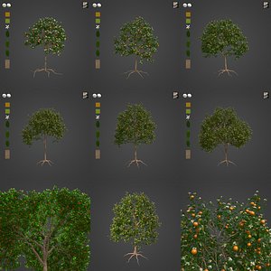 Orange Tree 20 3d Model