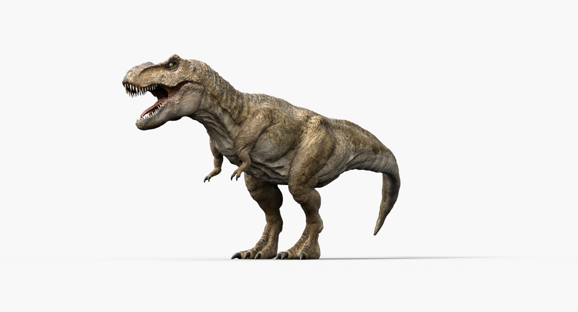 3d Model V-ray Rigged Rex