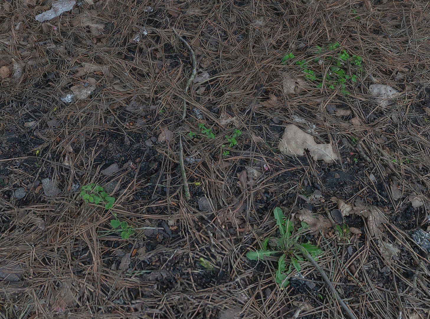 3D Forest pine tree needles ground soil - TurboSquid 1730641
