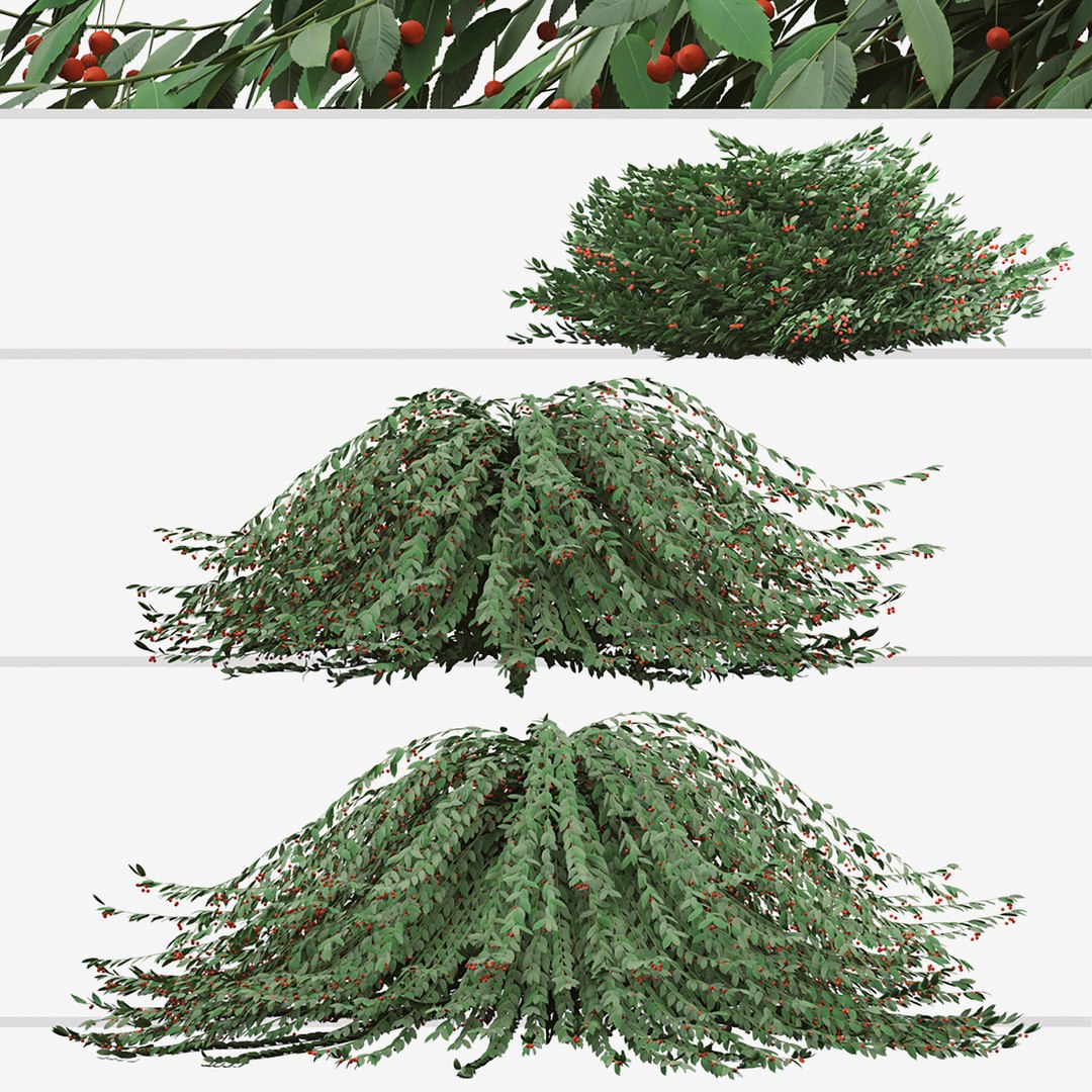 3D Set of Cotoneaster Salicifolius or Willow-leaved cotoneaster Shrubs model - TurboSquid 1967811