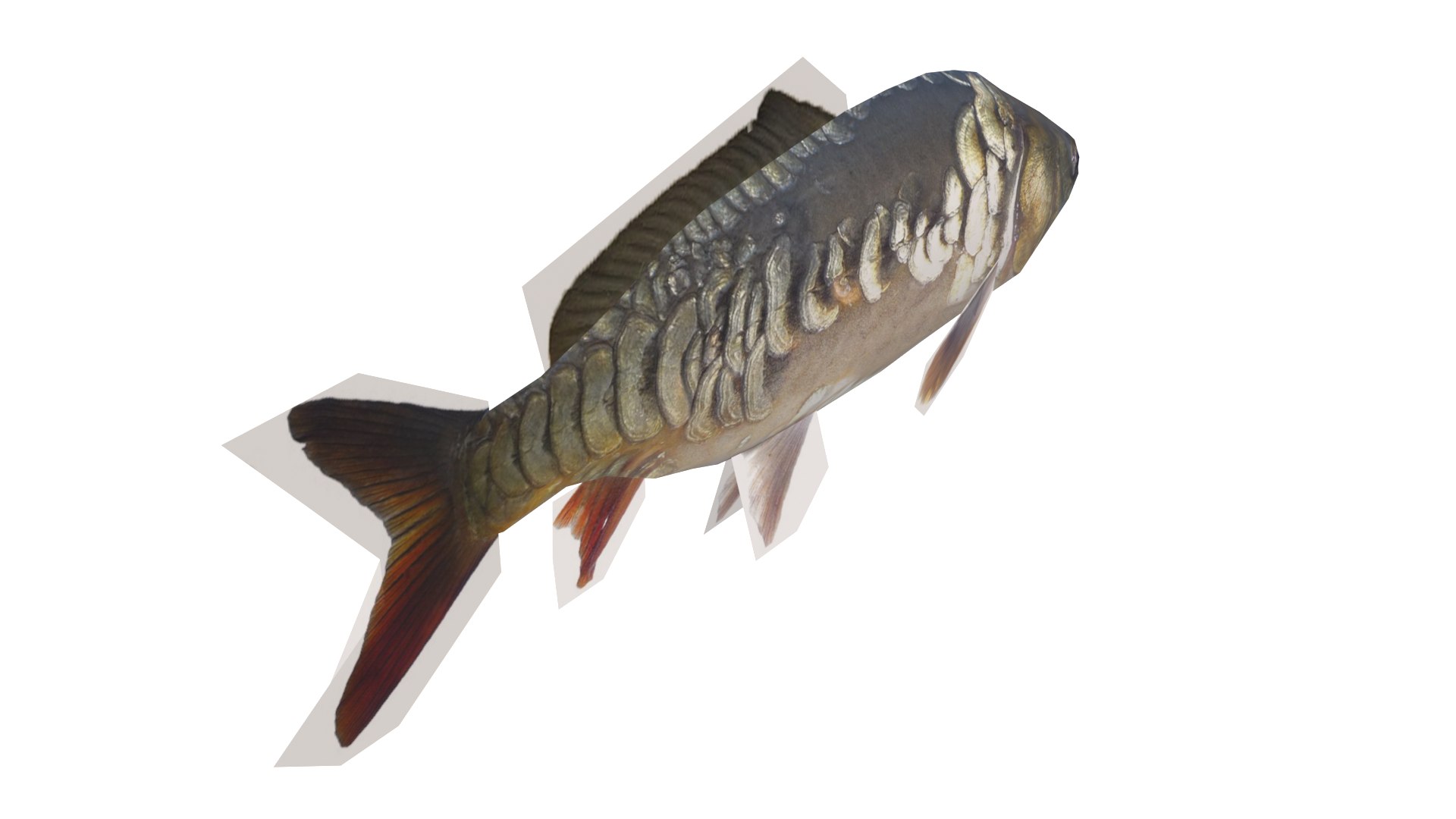Common Carp Fish 3D Model 3D - TurboSquid 2313607