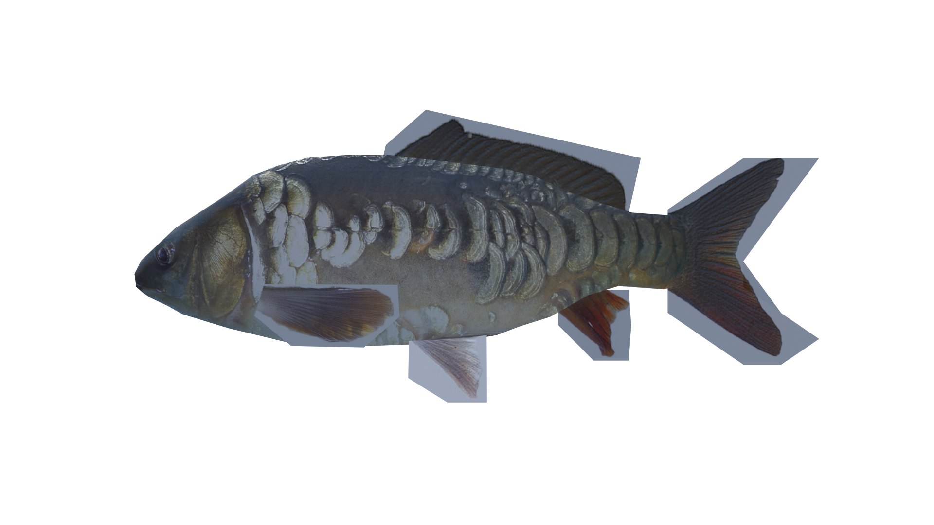 Common Carp Fish 3D Model 3D - TurboSquid 2313607