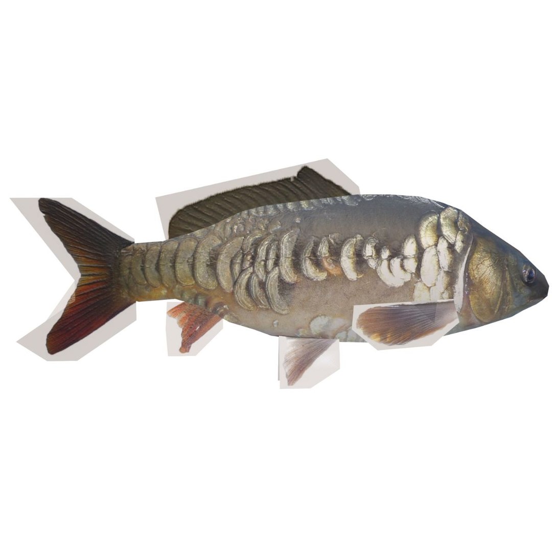Common Carp Fish 3D Model 3D - TurboSquid 2313607
