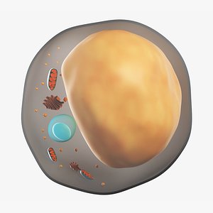 3D Fat Cell Models - Browse & Download Formats - TurboSquid