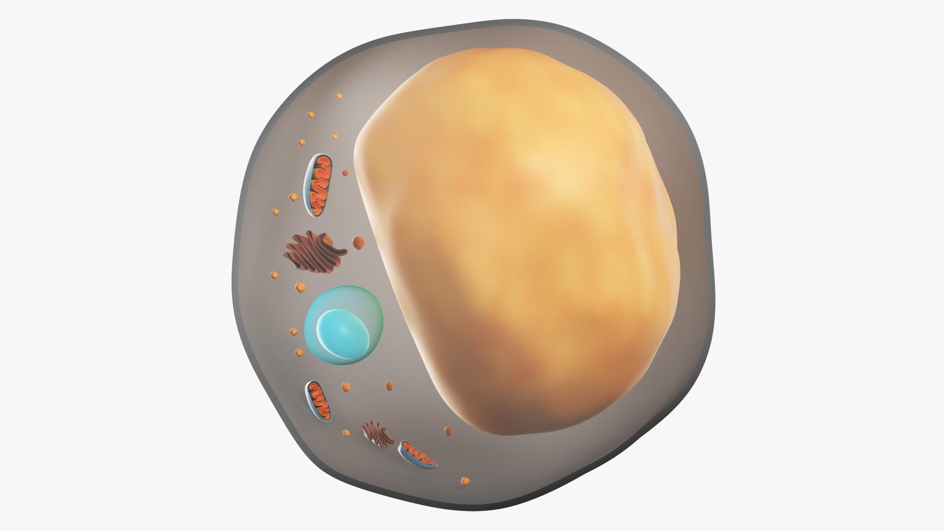 White Fat Cell 3D Model - TurboSquid 2251865