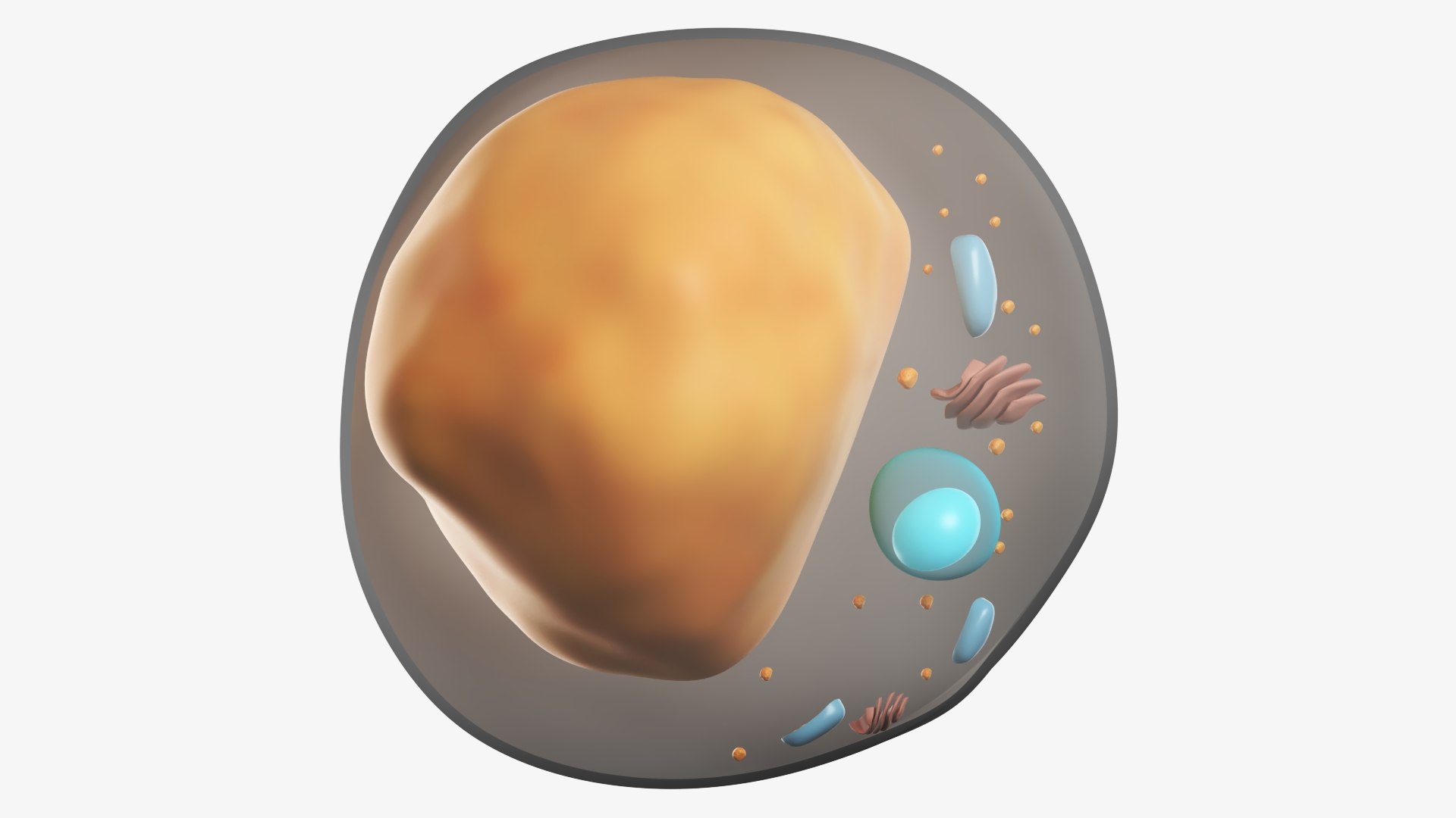 White Fat Cell 3D Model - TurboSquid 2251865