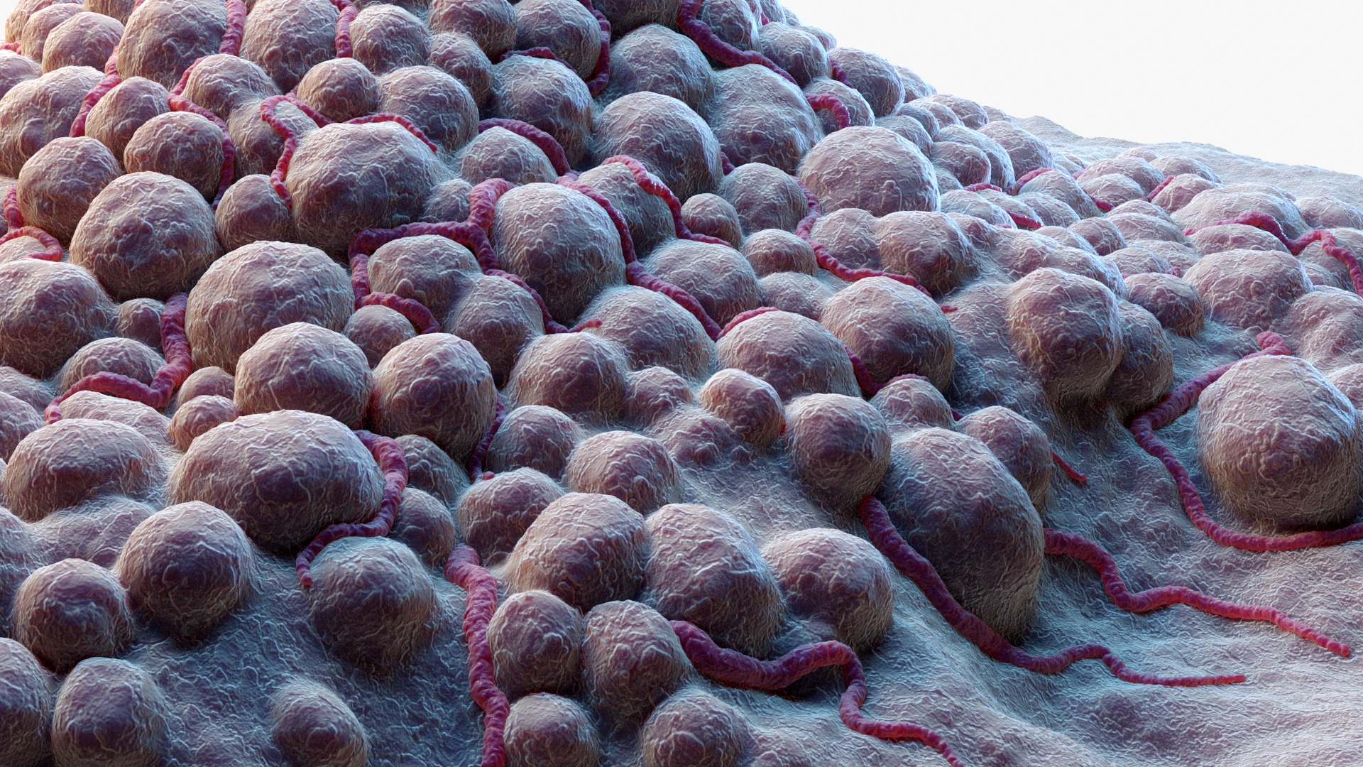 3D Tumor Microenvironment - TurboSquid 1922512