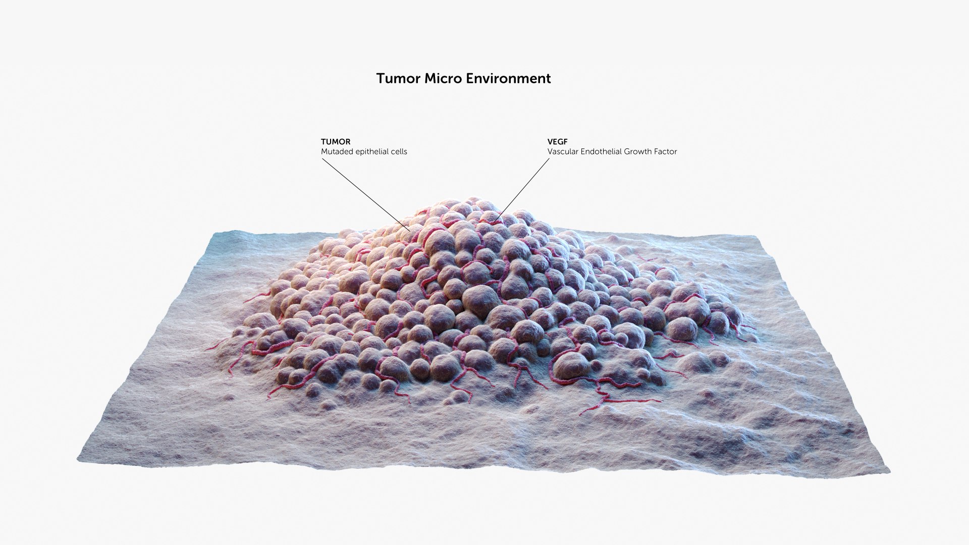 3D Tumor Microenvironment - TurboSquid 1922512