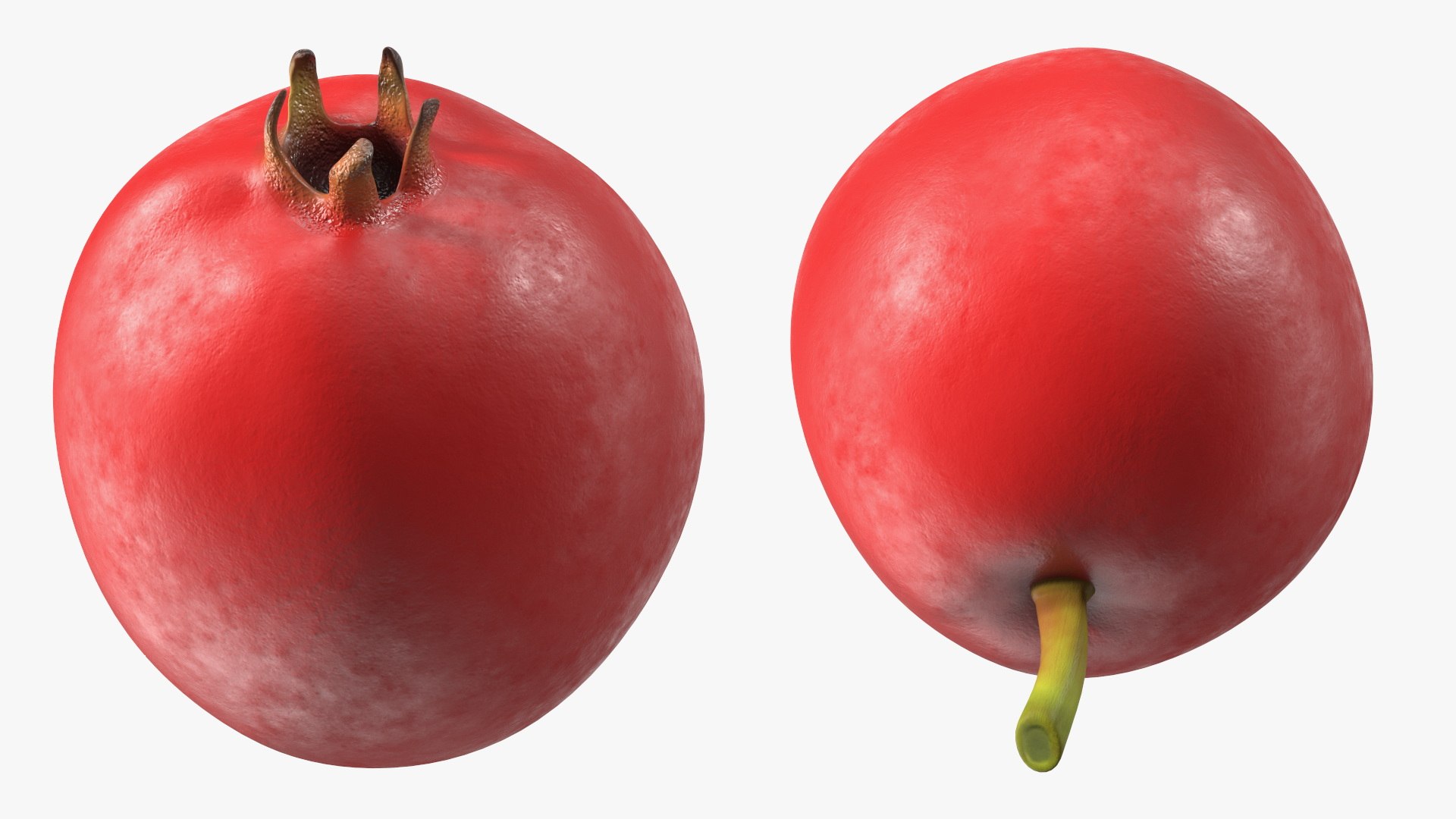 Hawthorn Berry Model - TurboSquid 2190284