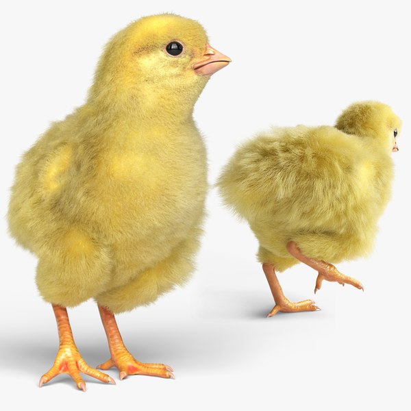 Set mit animiertem Kükenfell für Blender 3D-Modell - TurboSquid 2517548