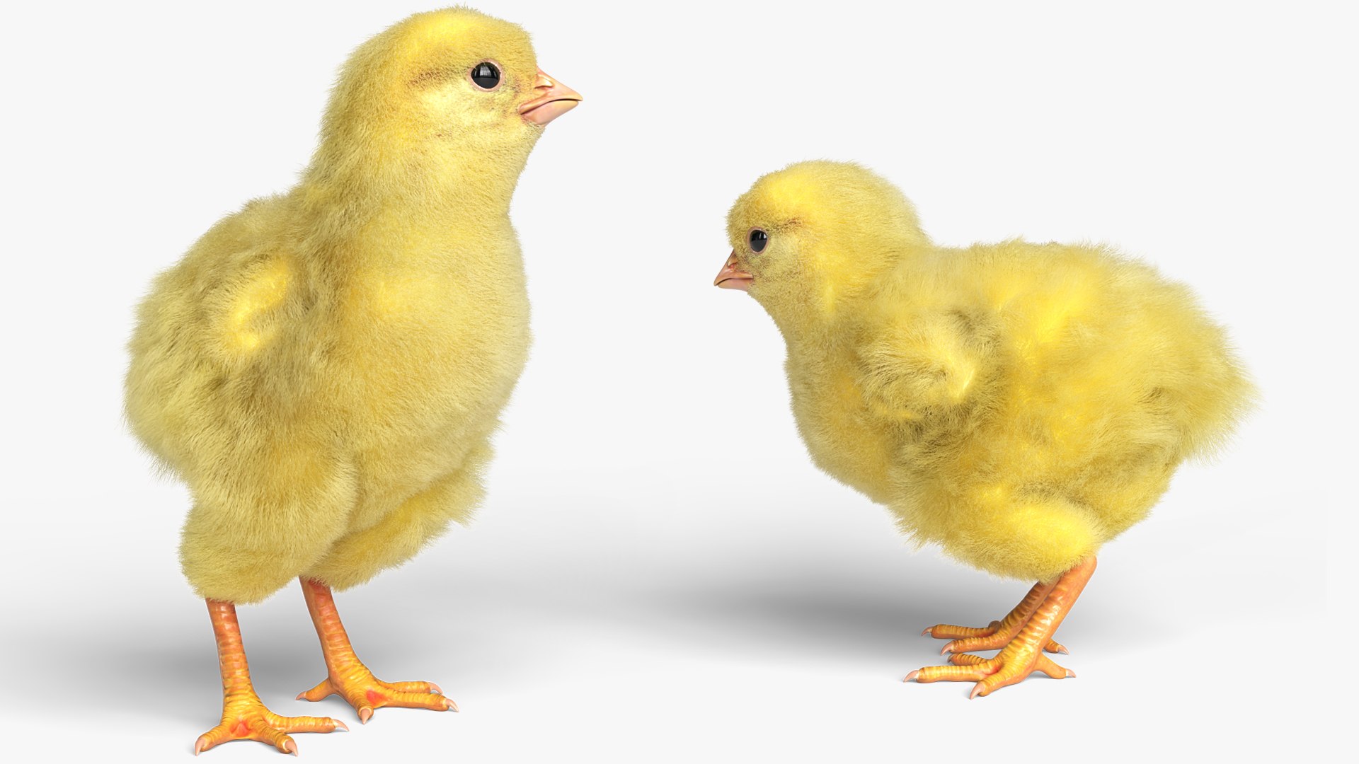 Set mit animiertem Kükenfell für Blender 3D-Modell - TurboSquid 2517548