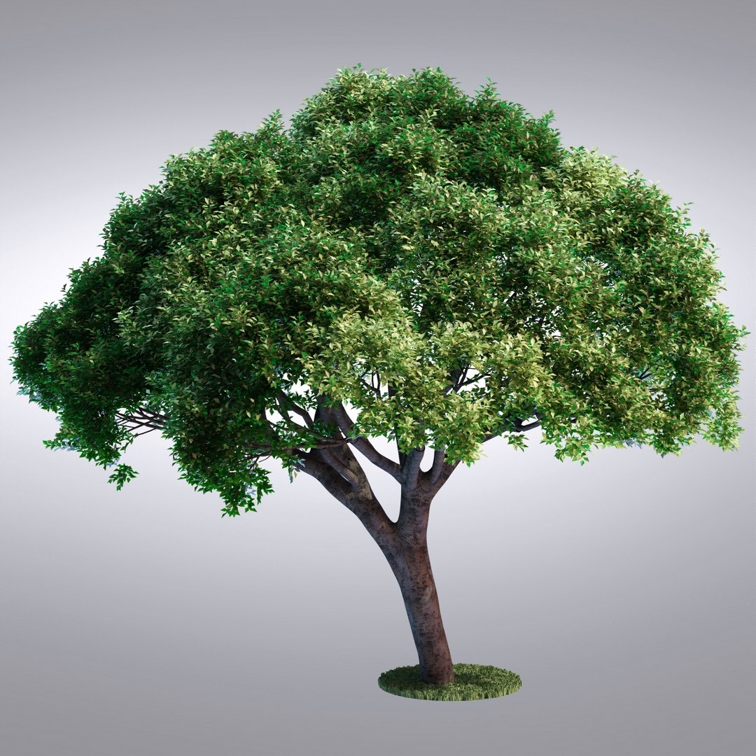 3d Hi Realistic Series Tree