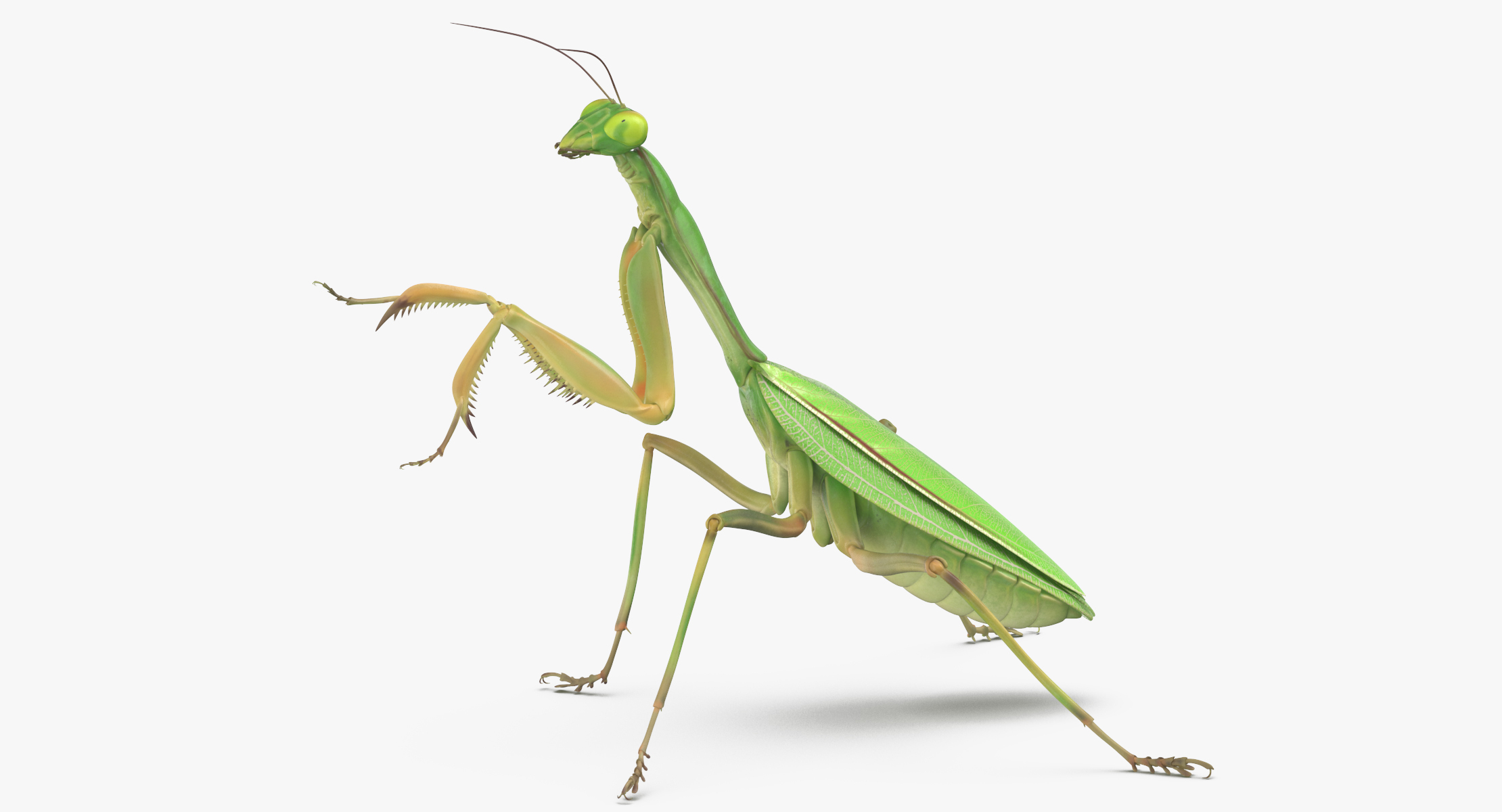 Praying mantis standing 3D - TurboSquid 1375531