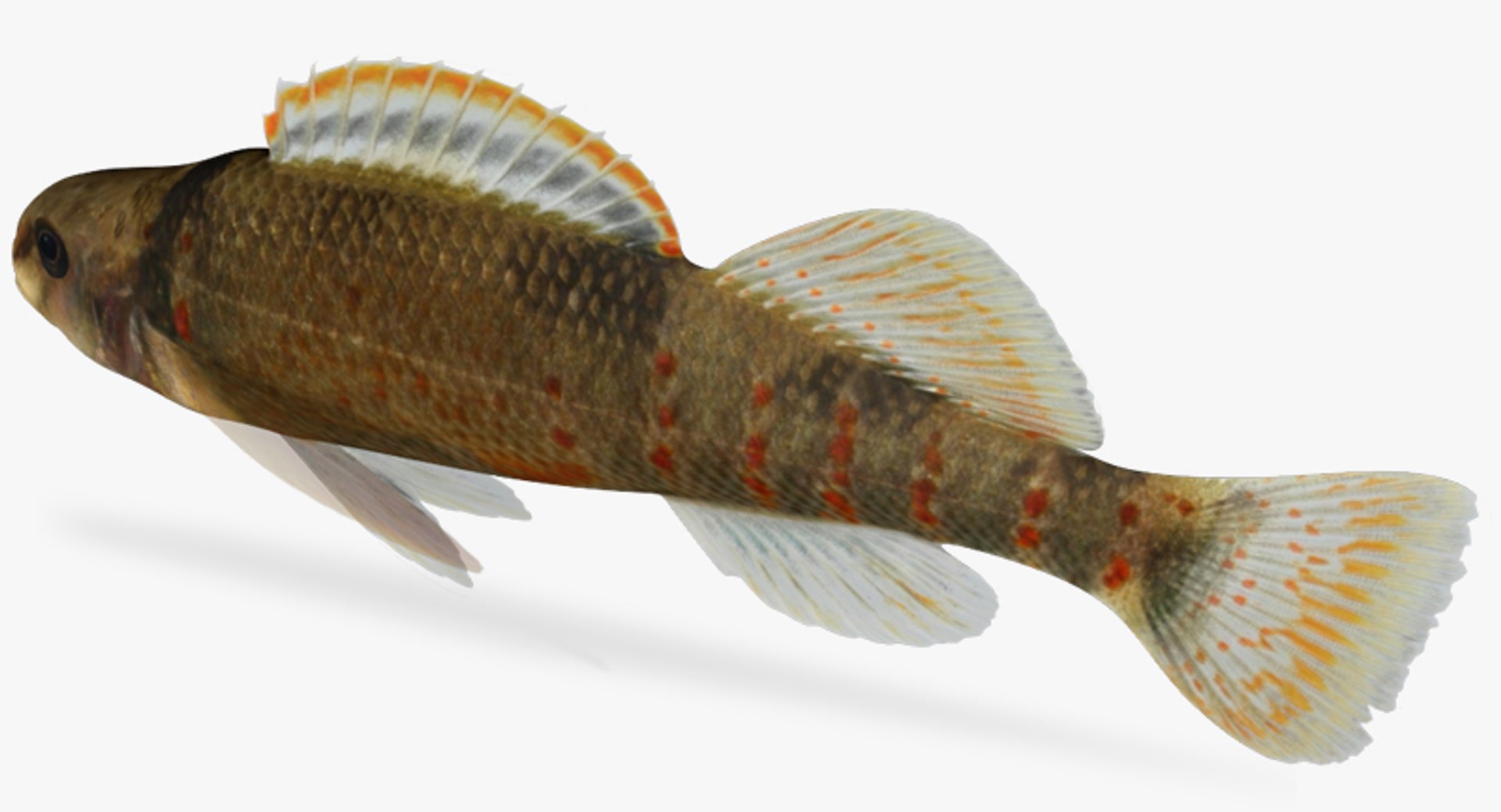 3d etheostoma variatum variegate darter model