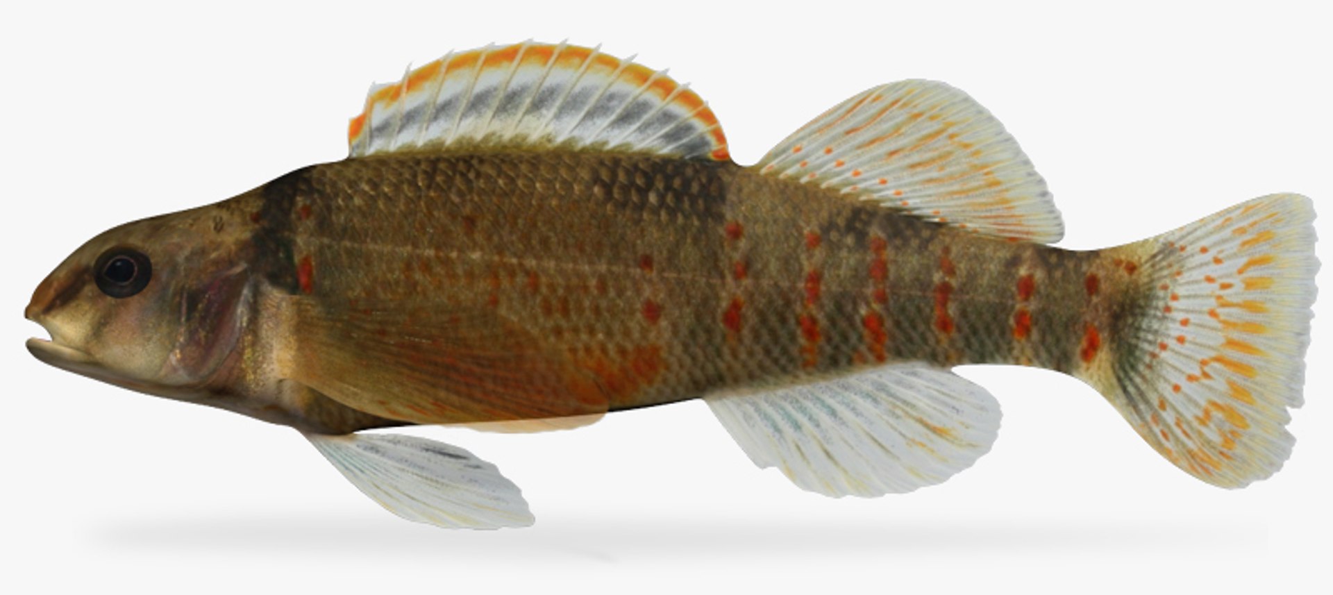 3d etheostoma variatum variegate darter model