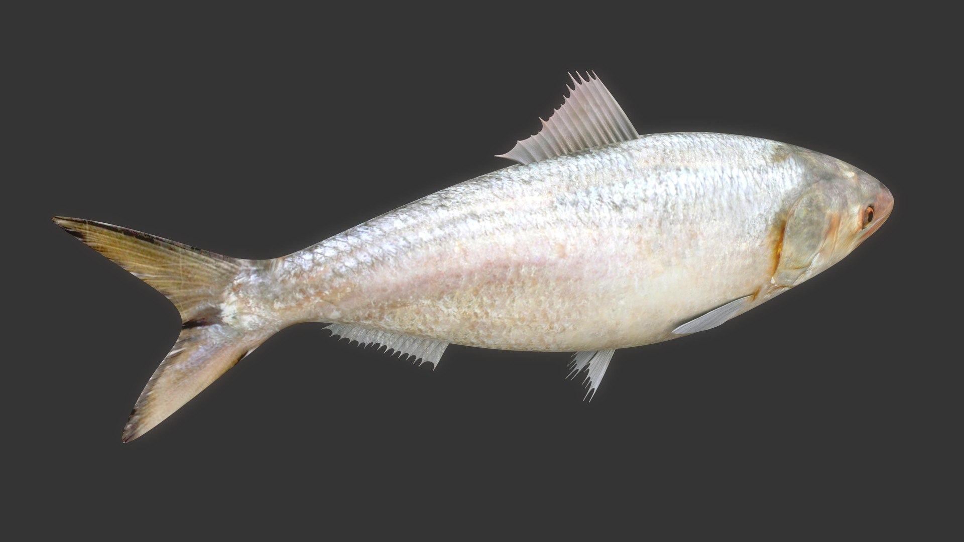 3D Hilsa Fish - TurboSquid 1791590