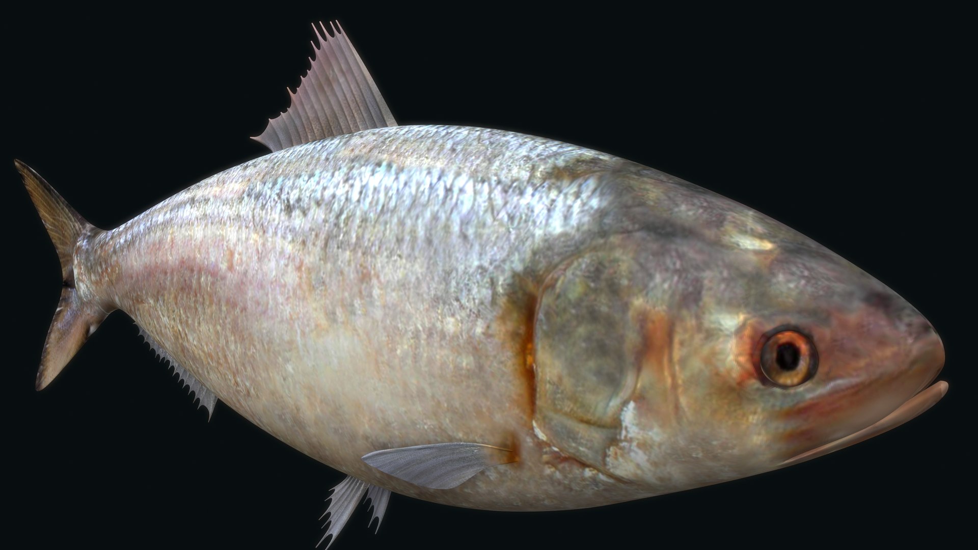 3D Hilsa Fish - TurboSquid 1791590