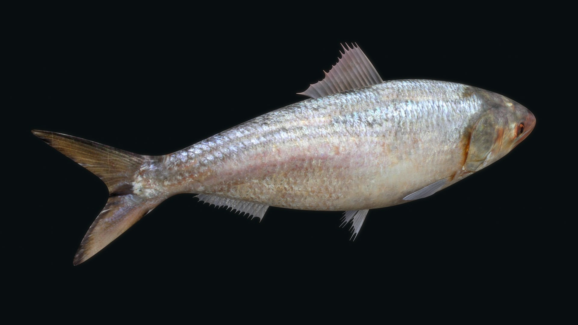 3D Hilsa Fish - TurboSquid 1791590