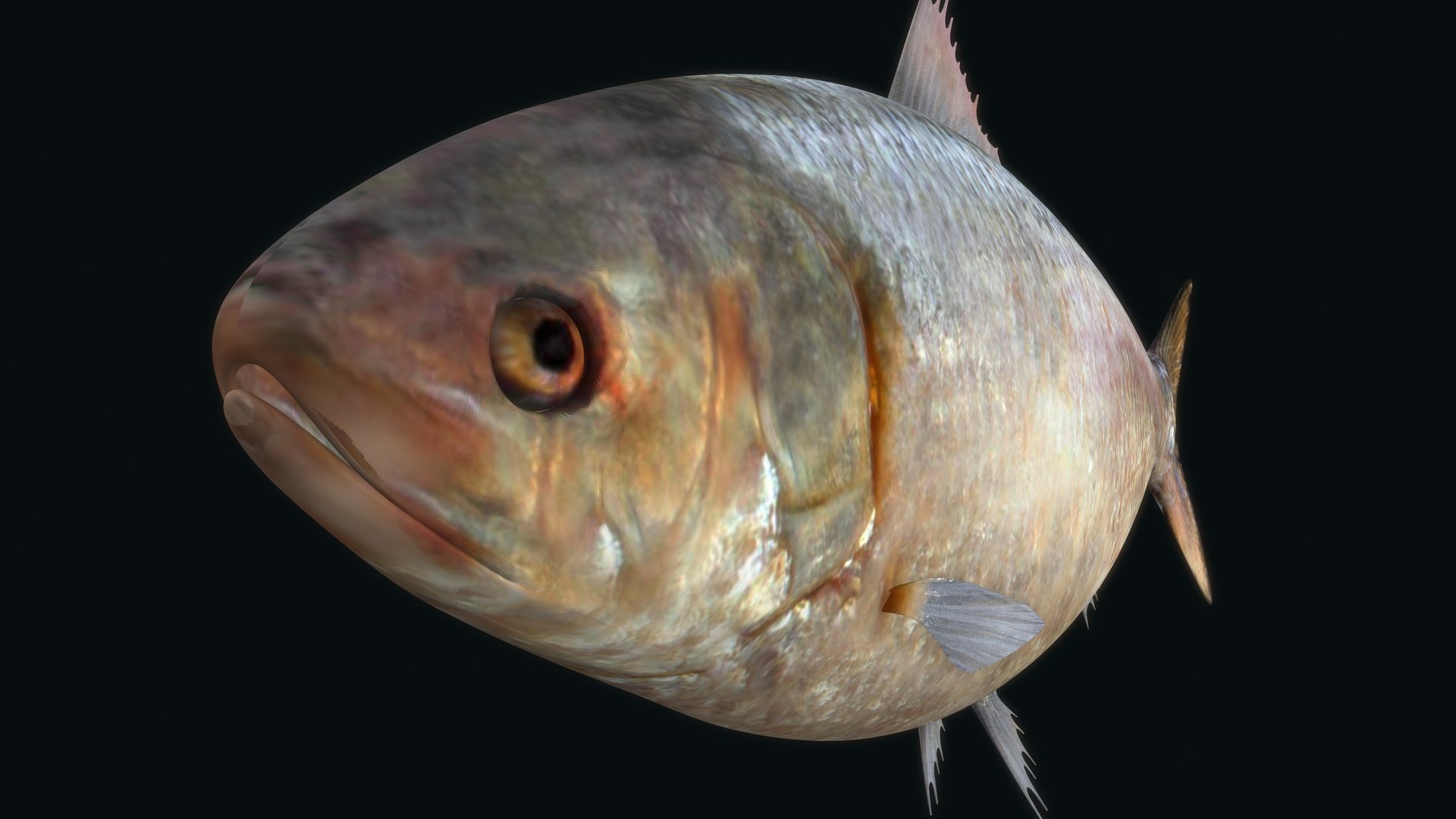 3D Hilsa Fish - TurboSquid 1791590
