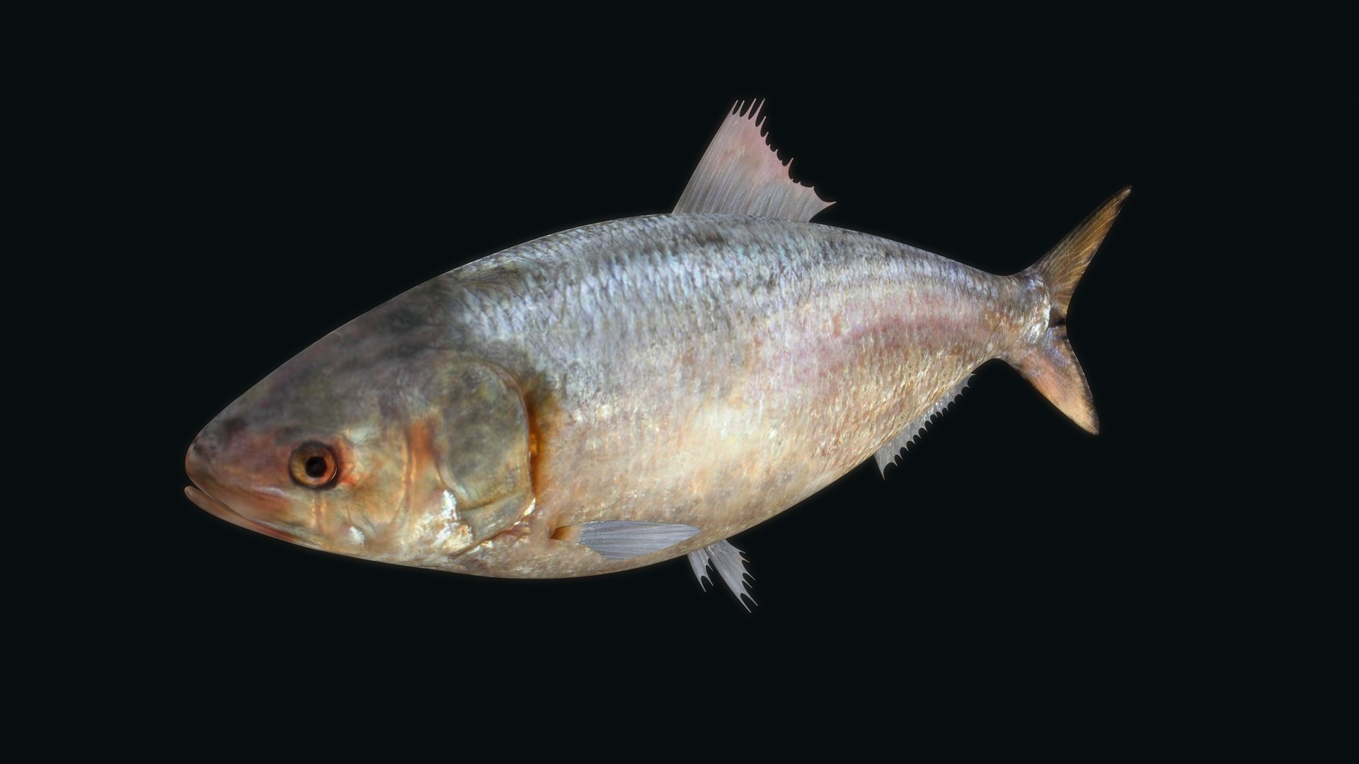 3D Hilsa Fish - TurboSquid 1791590