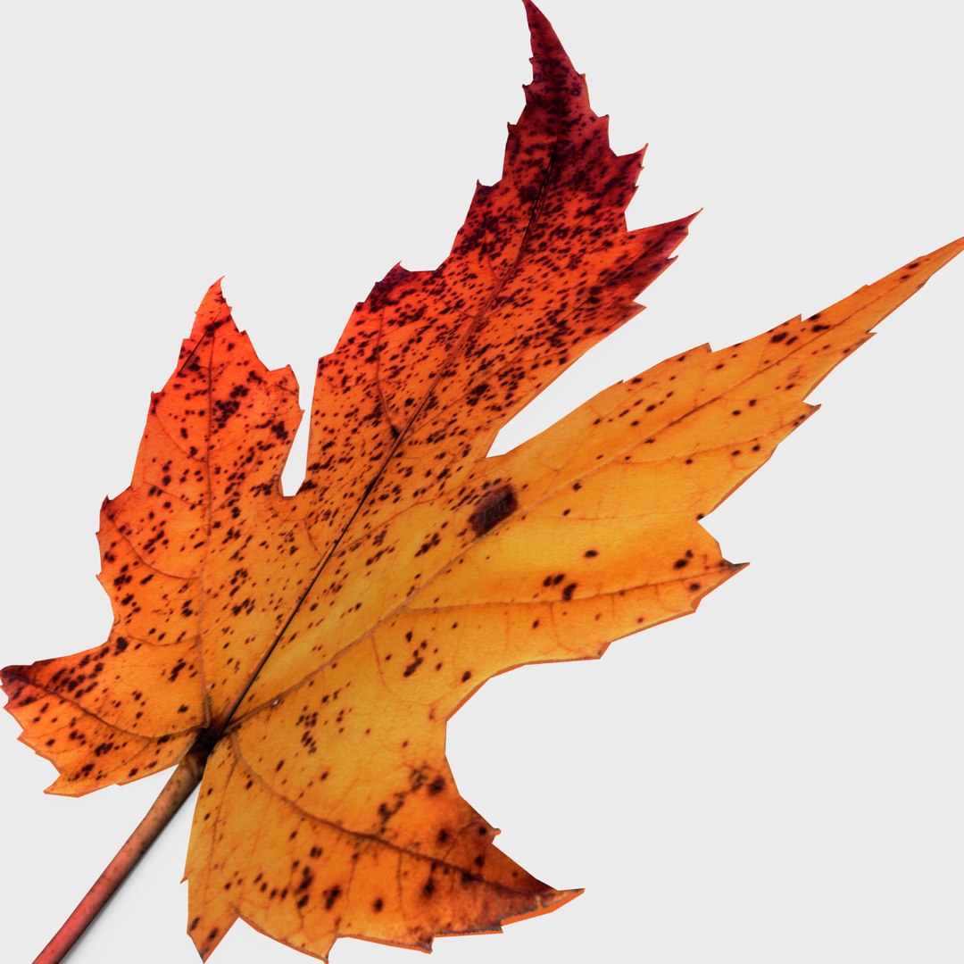 3ds Fall Leaf