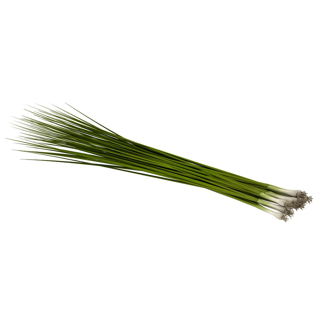 3d Scallion Vegetable Modeled Model