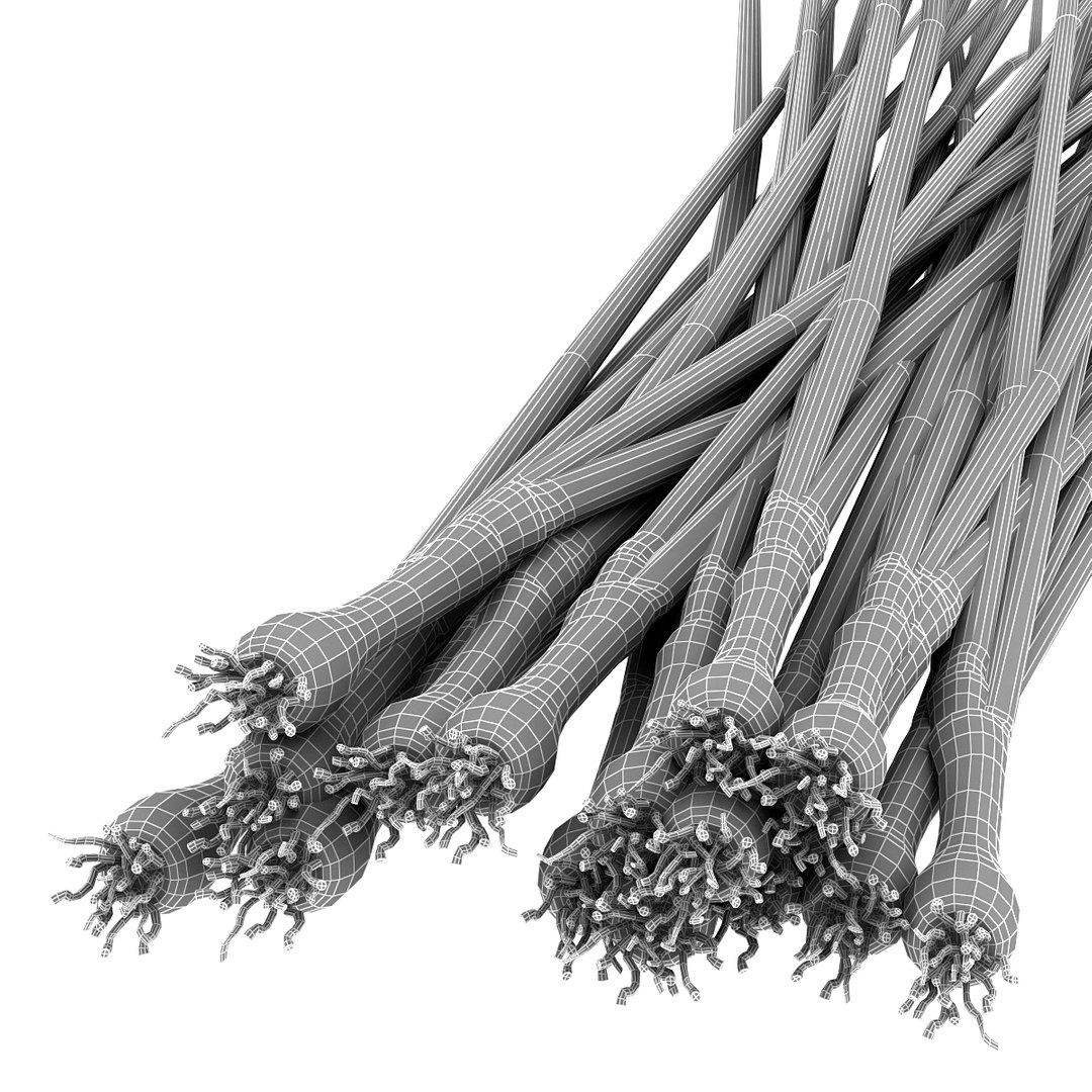 3d Scallion Vegetable Modeled Model