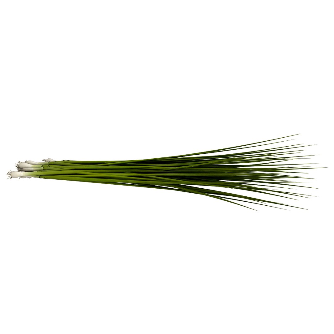 3d Scallion Vegetable Modeled Model