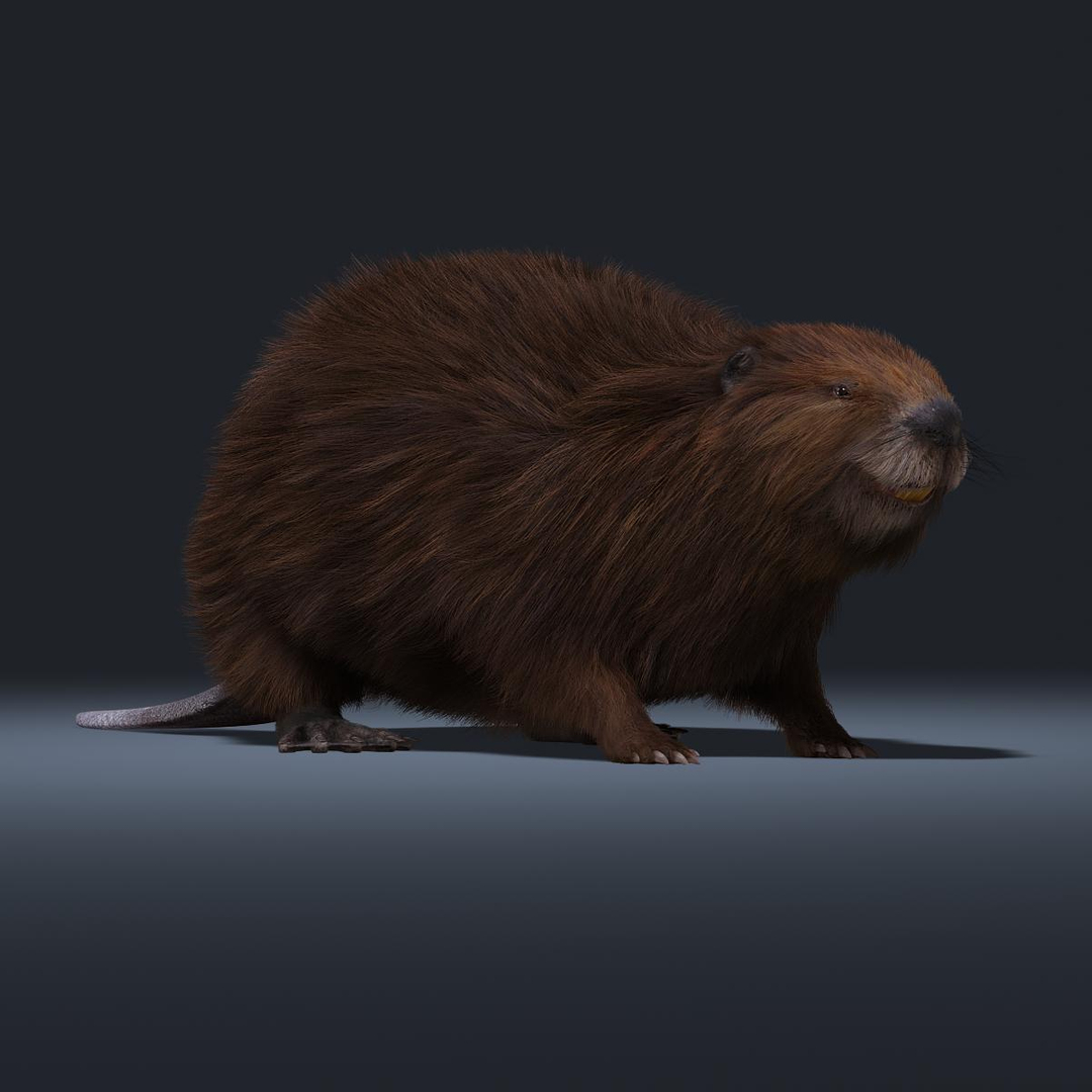 3d obj beaver fur
