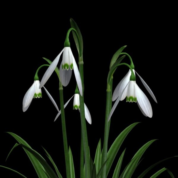 Snowdrop Flower 3D Models for Download | TurboSquid