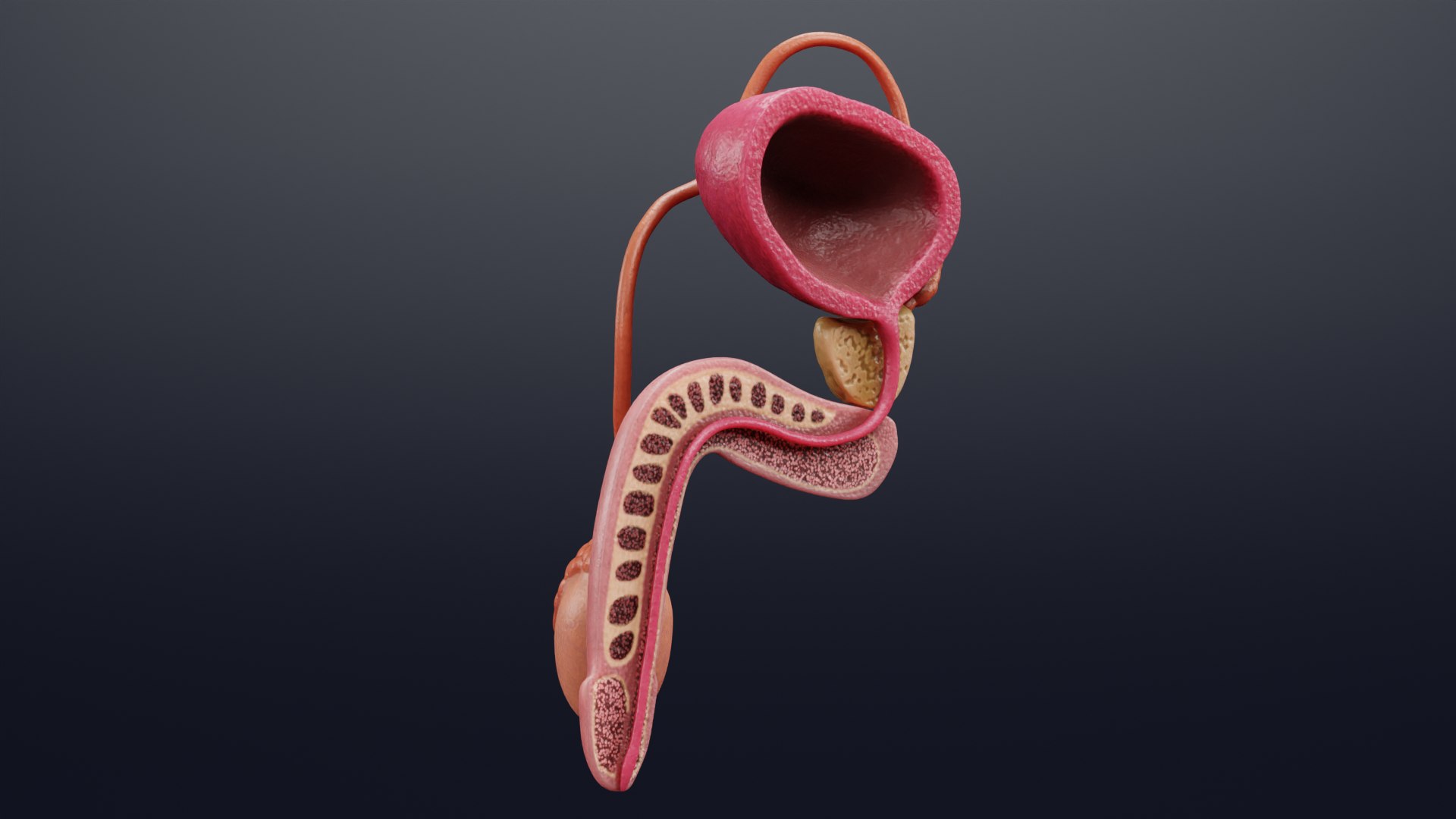 3D Male Reproductive System Section Model - TurboSquid 1782874