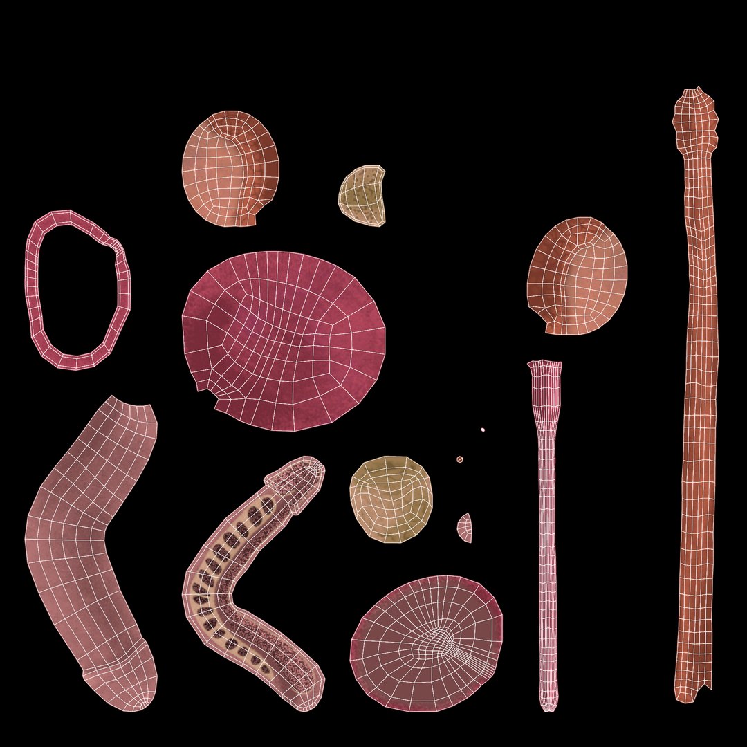 3D Male Reproductive System Section Model - TurboSquid 1782874