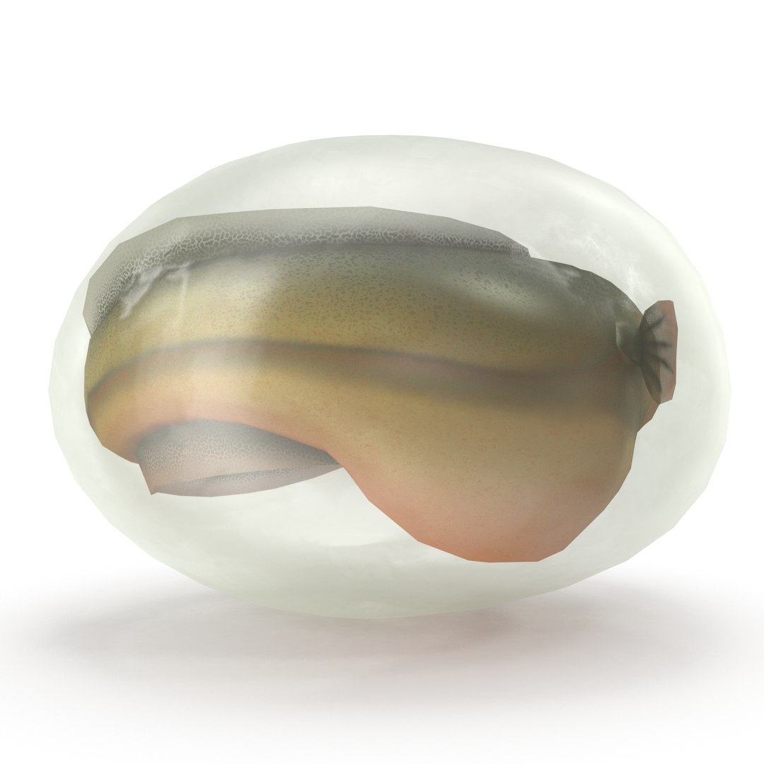 Fish larva 3D model - TurboSquid 1668292