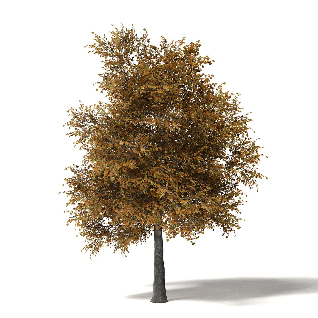 Field Maple 8 5m Model - TurboSquid 1399327