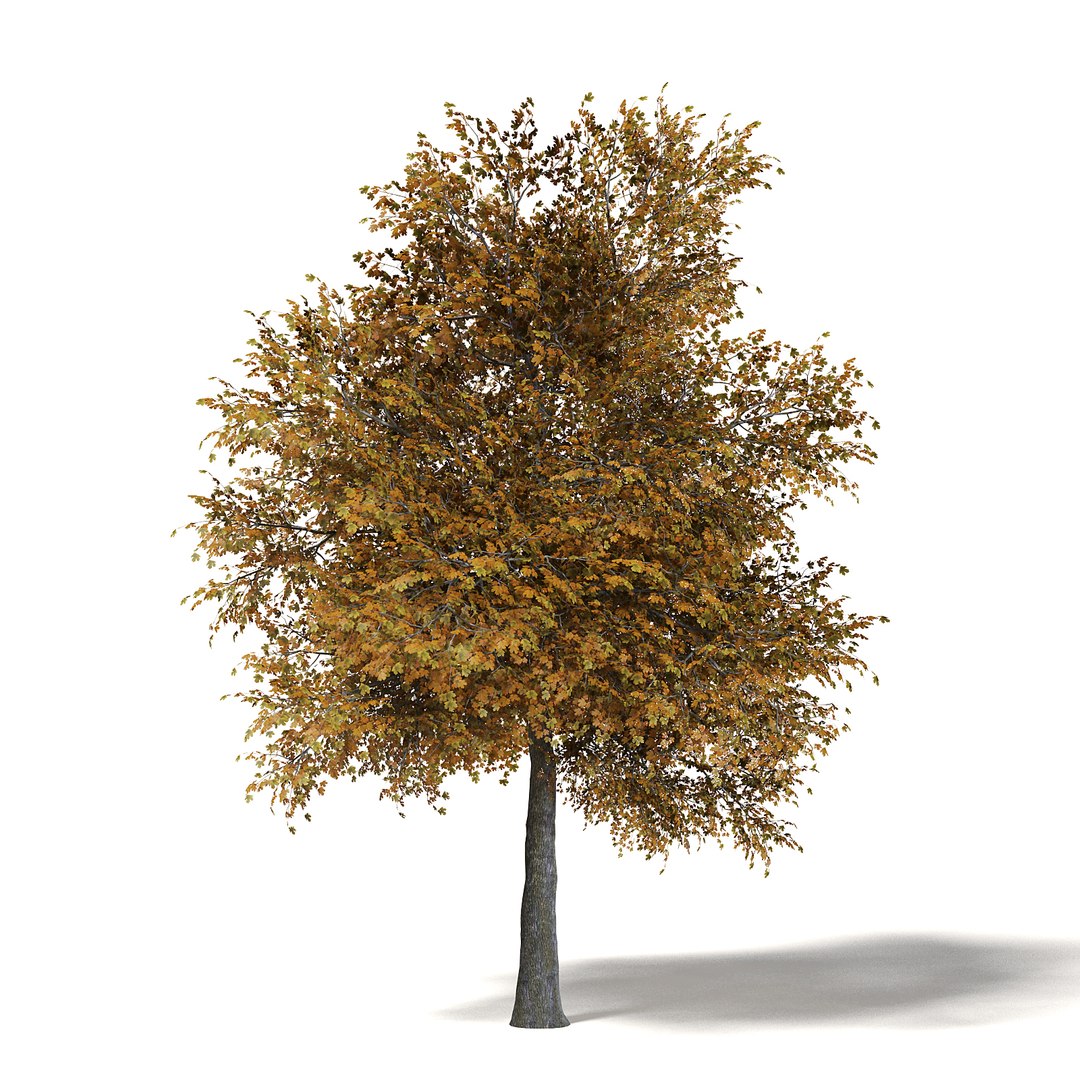 Field Maple 8 5m Model - TurboSquid 1399327