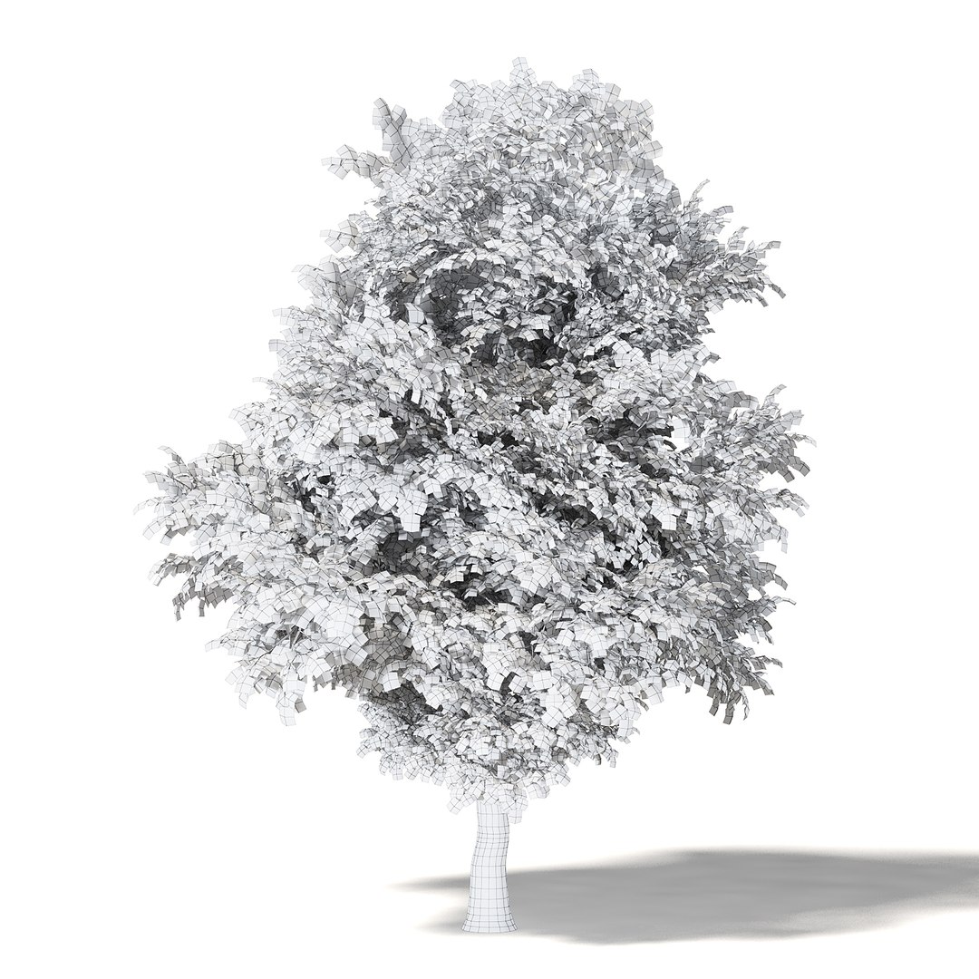 Field Maple 8 5m Model - TurboSquid 1399327