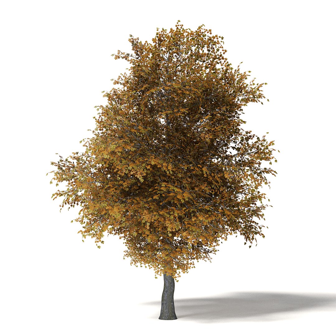 Field Maple 8 5m Model - TurboSquid 1399327