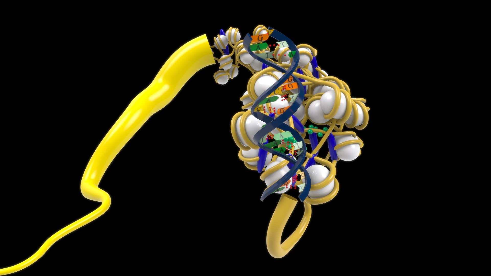 3D Model Chromatin With DNA Helix - TurboSquid 2210566