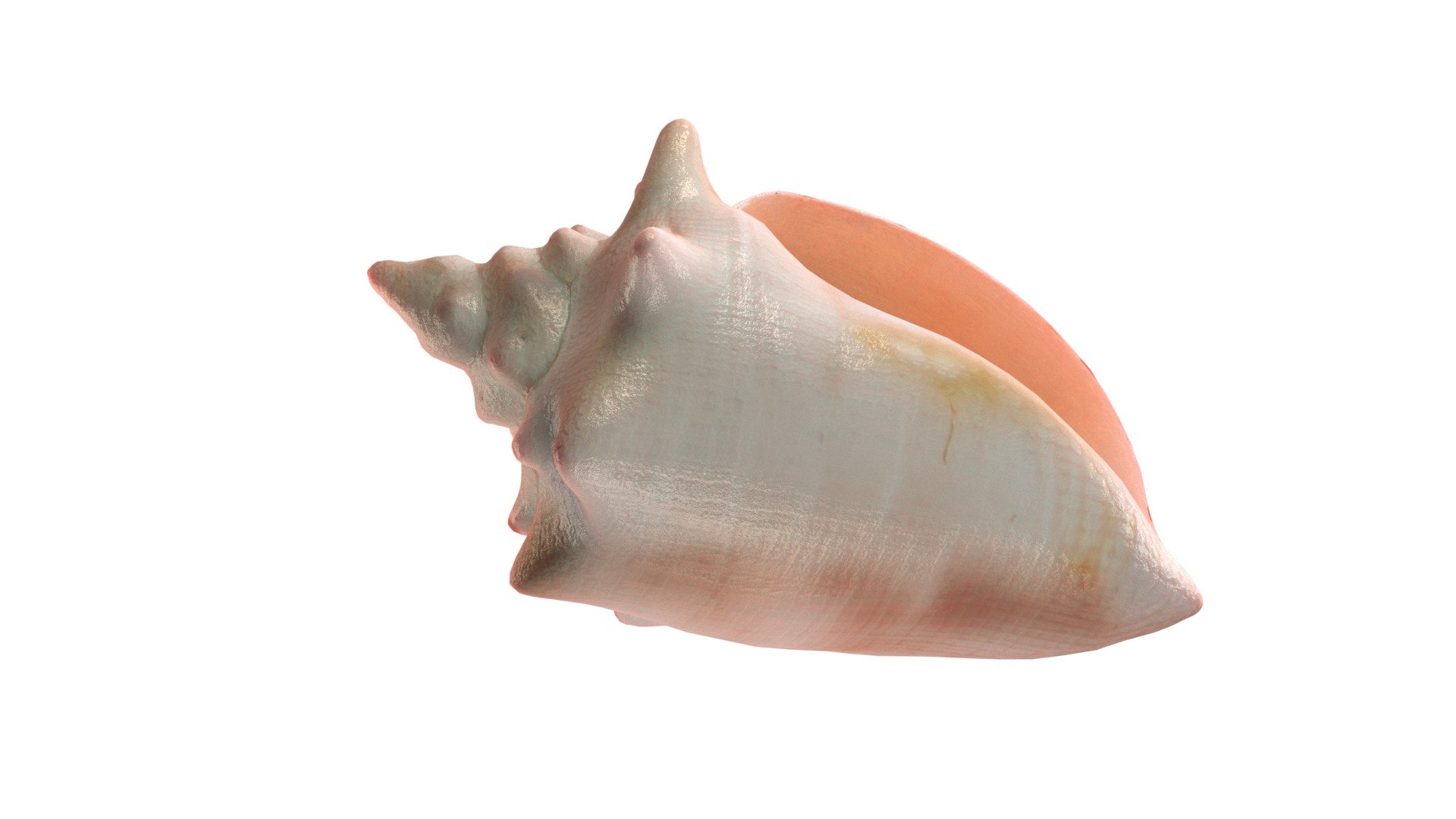 3D Conch Shell V3 Model - TurboSquid 2370728