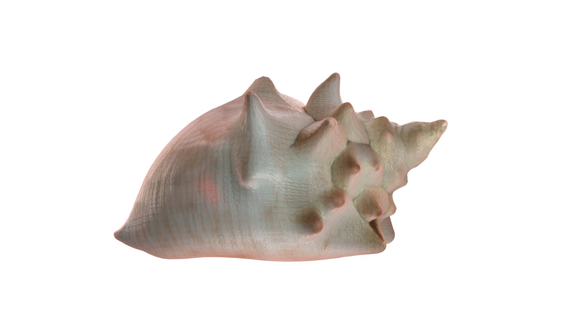 3D Conch Shell V3 Model - TurboSquid 2370728