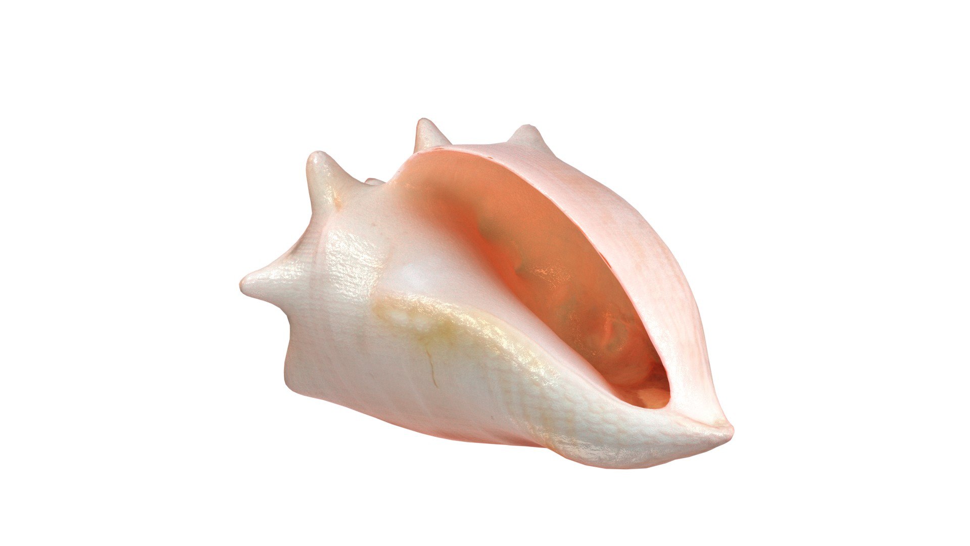 3D Conch Shell V3 Model - TurboSquid 2370728